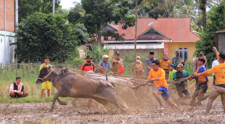 Setelah Pacu Itiak, Pemko Payakumbuh Usulkan Pacu Jawi Batali Singkek ...